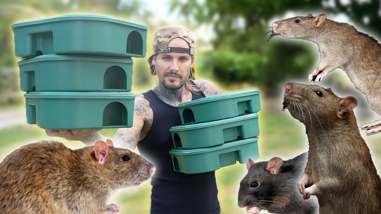 Massive Rat Infestation Update – This Is Getting Out of Hand!