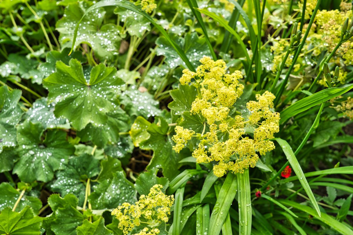 12 Perennials You’ve Never Heard of (But Should Plant), According to a ...