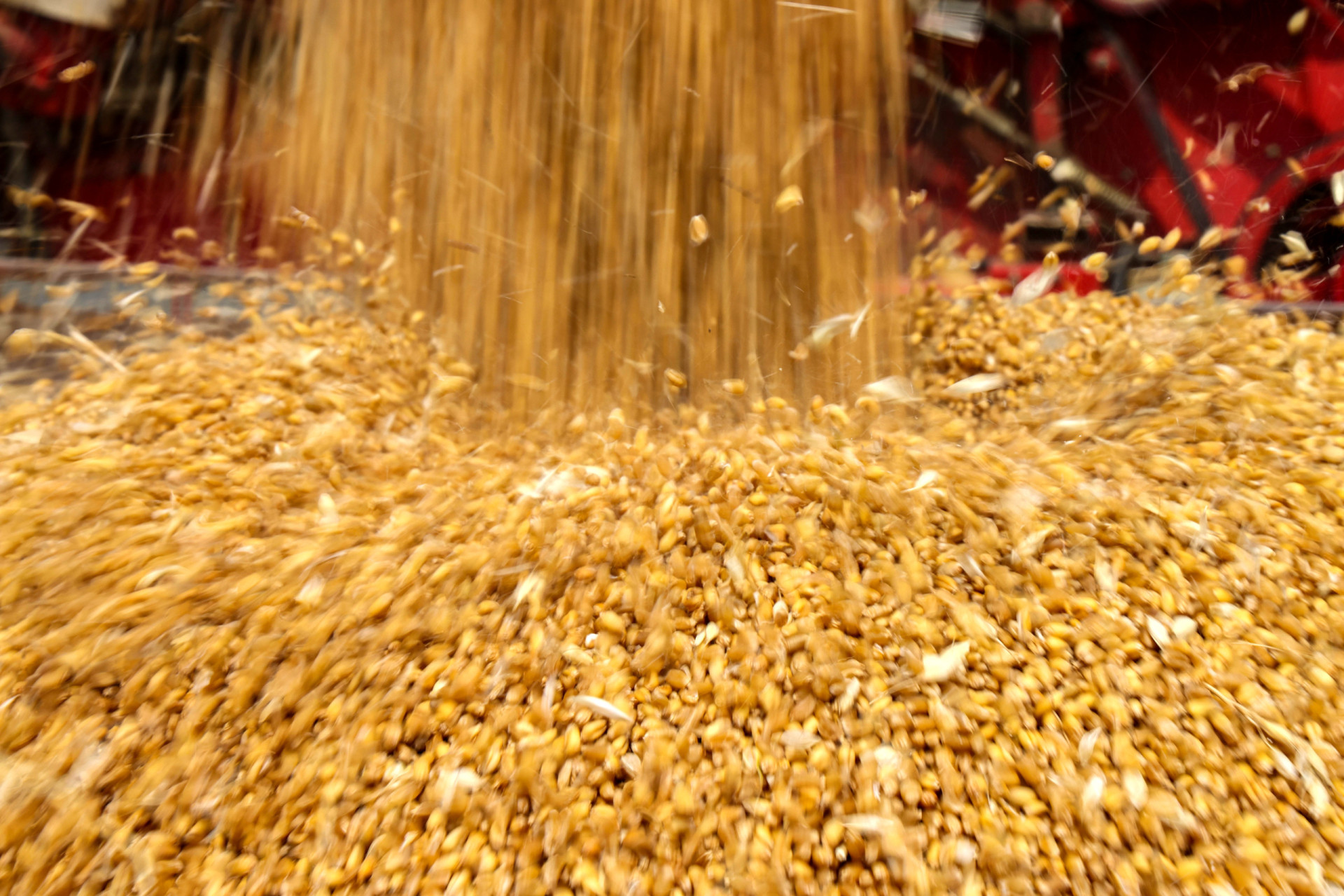 The most produced grains and cereals in the world