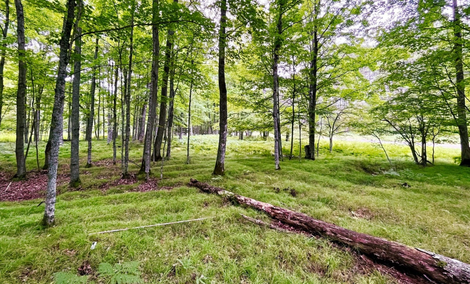 Archaeologists Discover Massive 1,000-Year-Old Native American Fields ...