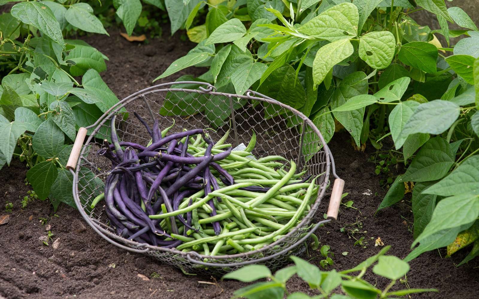 Comment réussir la culture des haricots verts
