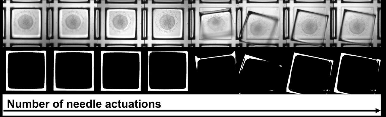 'Claw machine' approach can sort a large number of embryo models ...