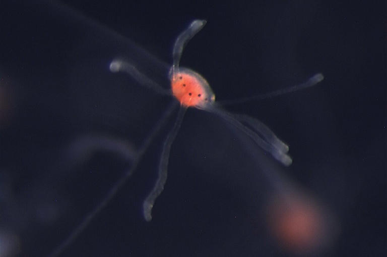 Genome of a 28-eyed jellyfish could provide insight on evolution of vision