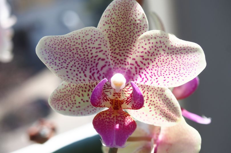 Exact reason why your orchids won't flower