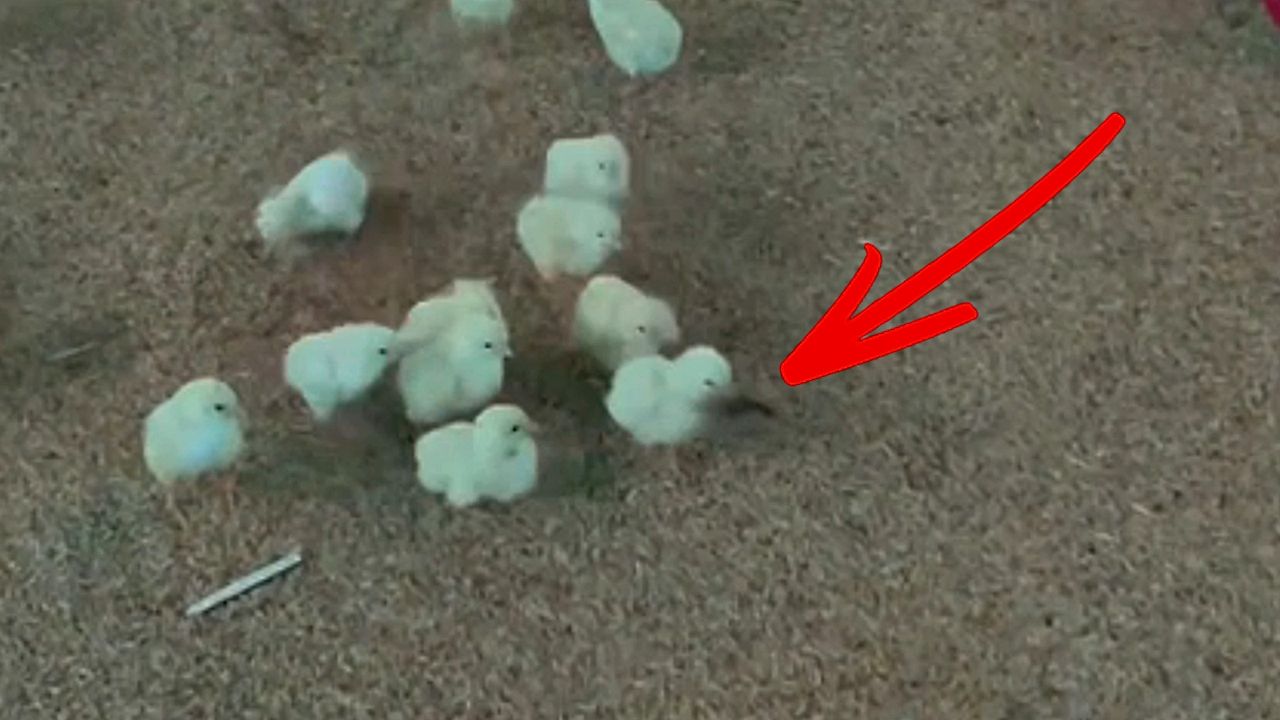 Hunter becomes hunted! Wild chase ensues after chick catches dragonfly