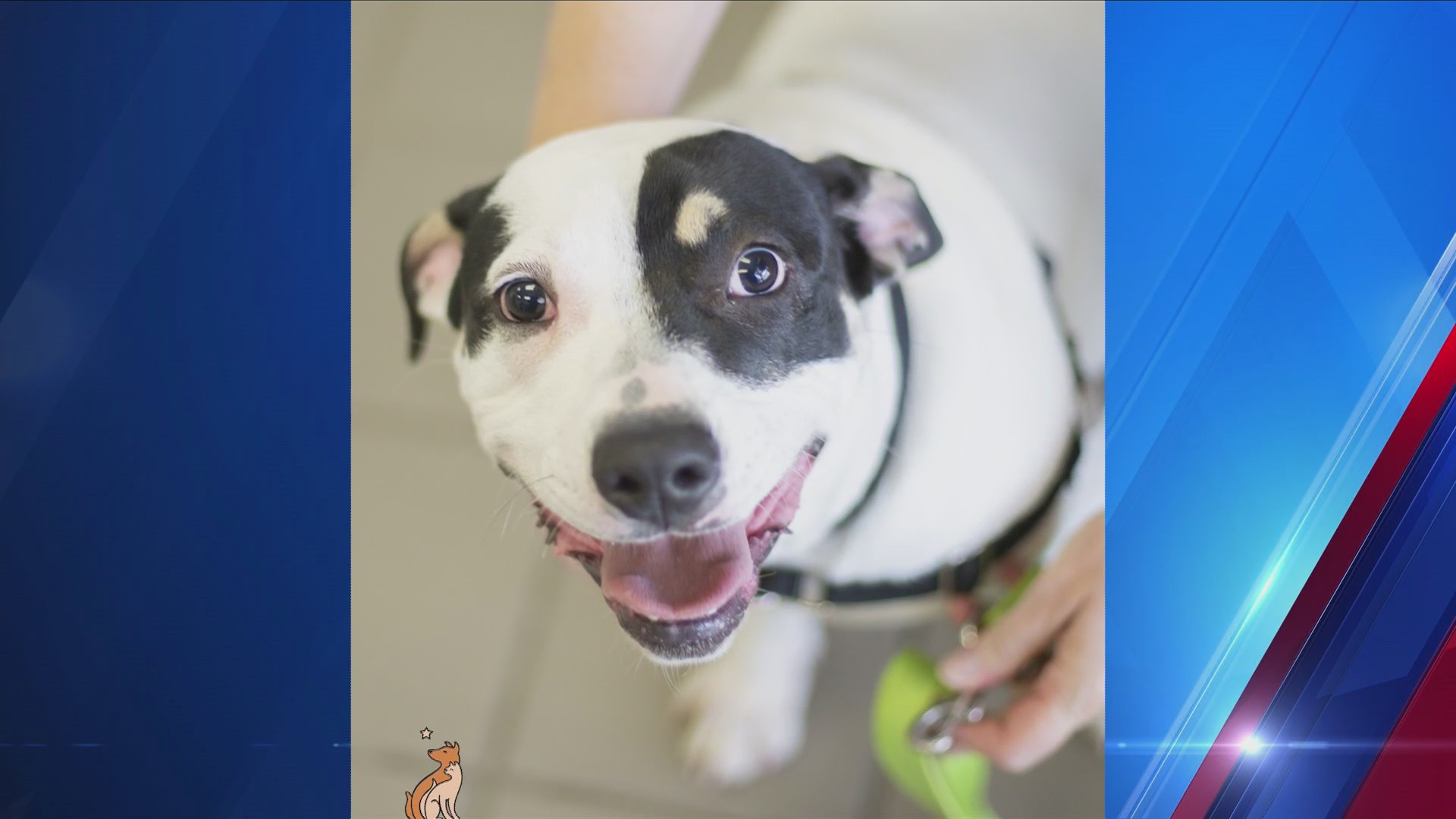 Furry Friends - Meet Squishmallow