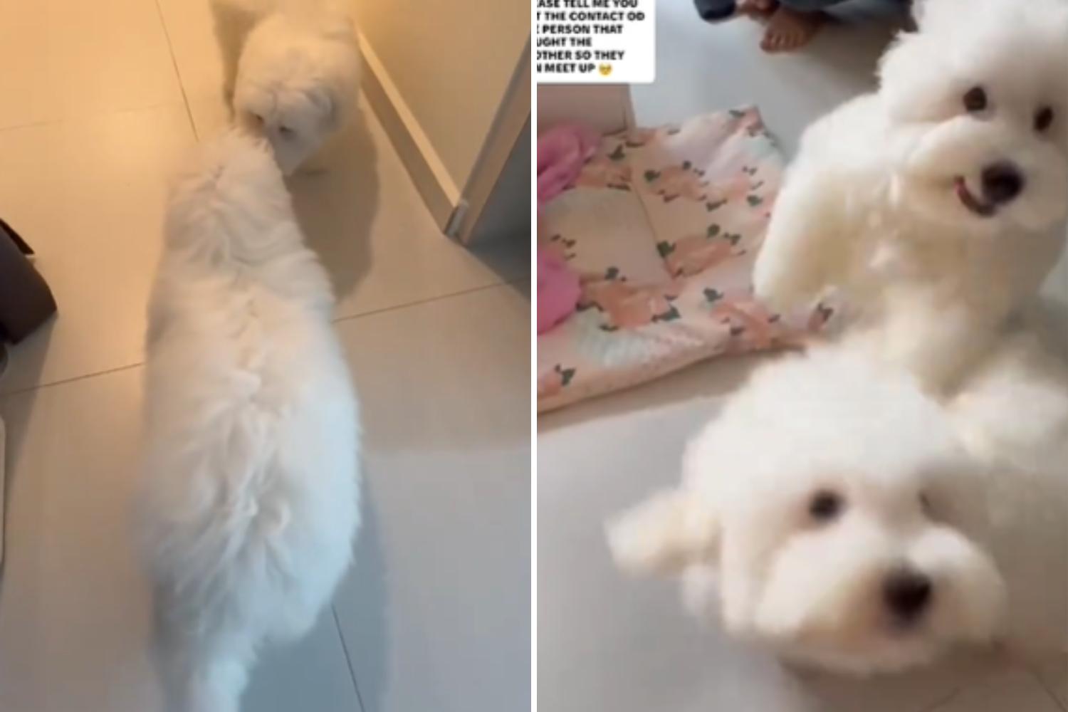 Puppy brothers reunited, moment they recognize each other caught on camera