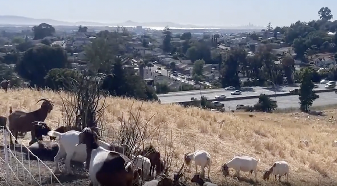 Oakland’s Adorable Fire Goats Munch Away Wildfire Risk
