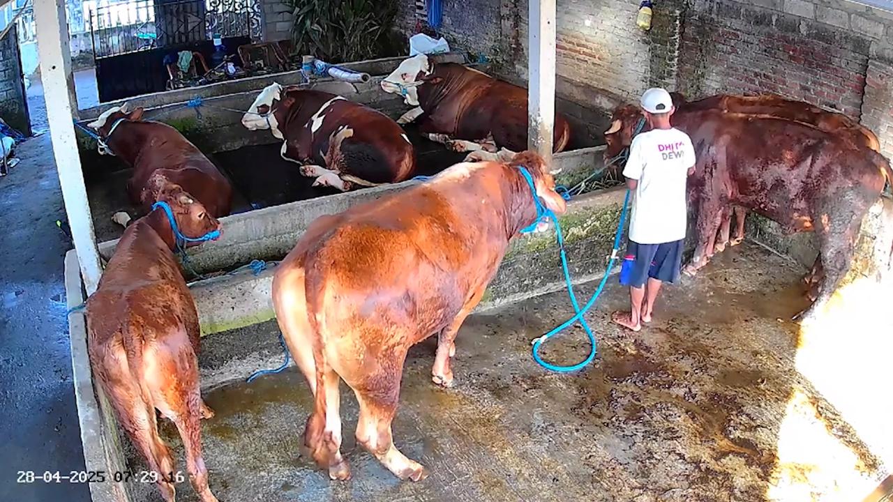 Instant cow-ma! Heifer head butts farmer for repeatedly hitting her head