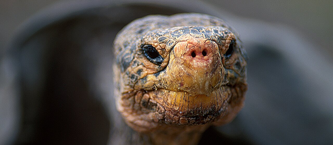 Patterns sculpted by physics: Evolution as revealed by turtle scales