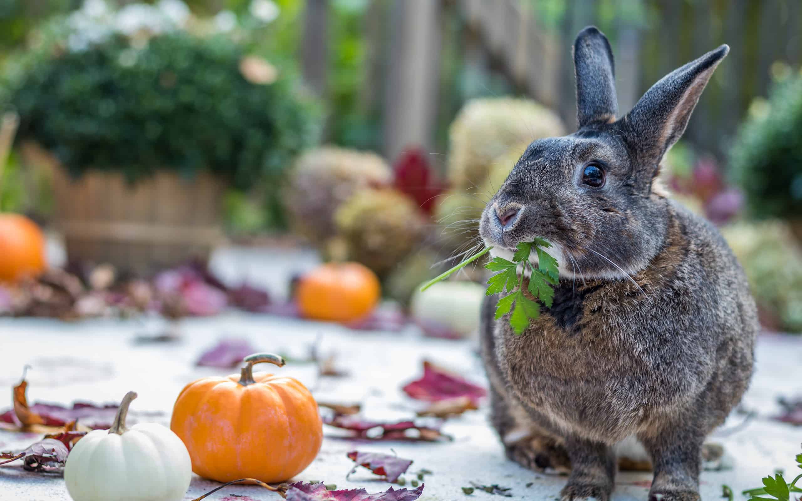 Rabbit Life Span and Tips for Pet Owners