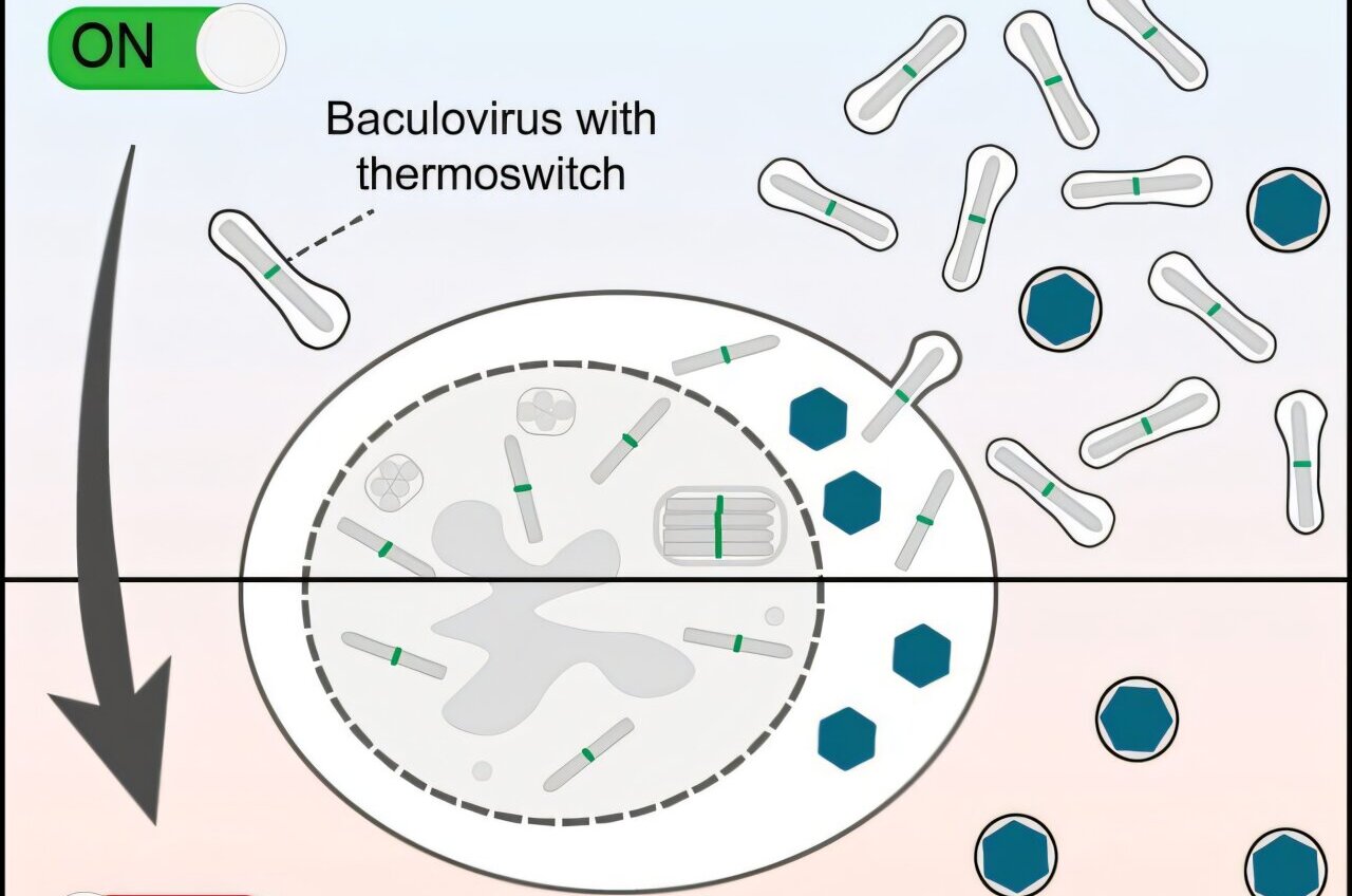 Smart virus trick enables cleaner vaccine production in insect cells