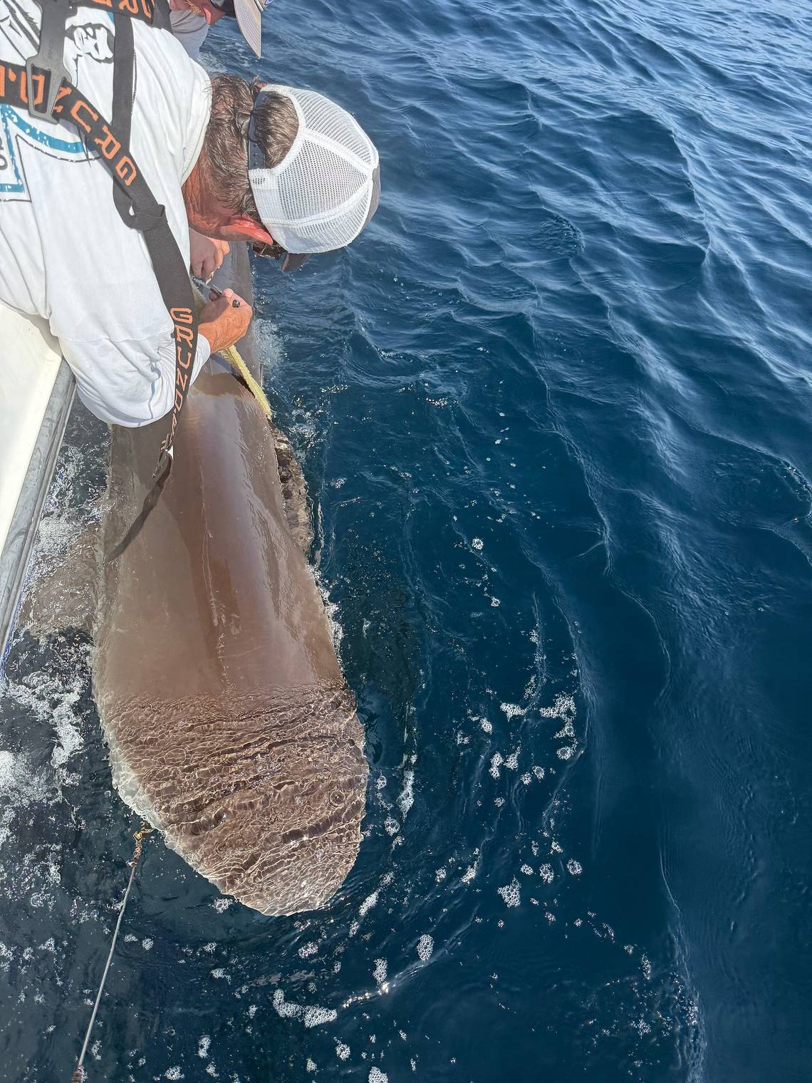 Threatened shark swimming off the coast of St. Helena Island