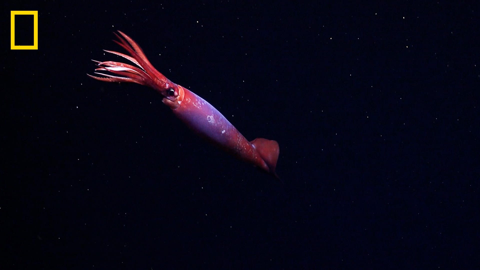 Elusive deep-sea squid caught on camera for the first time: Watch