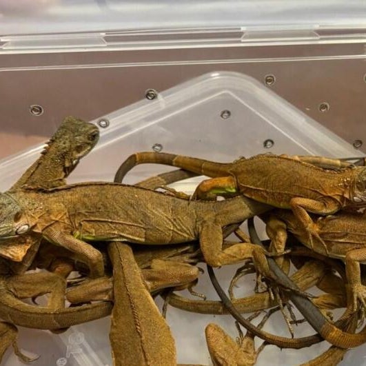 Smuggler stopped with lizards, tarantulas, possums, authorities say