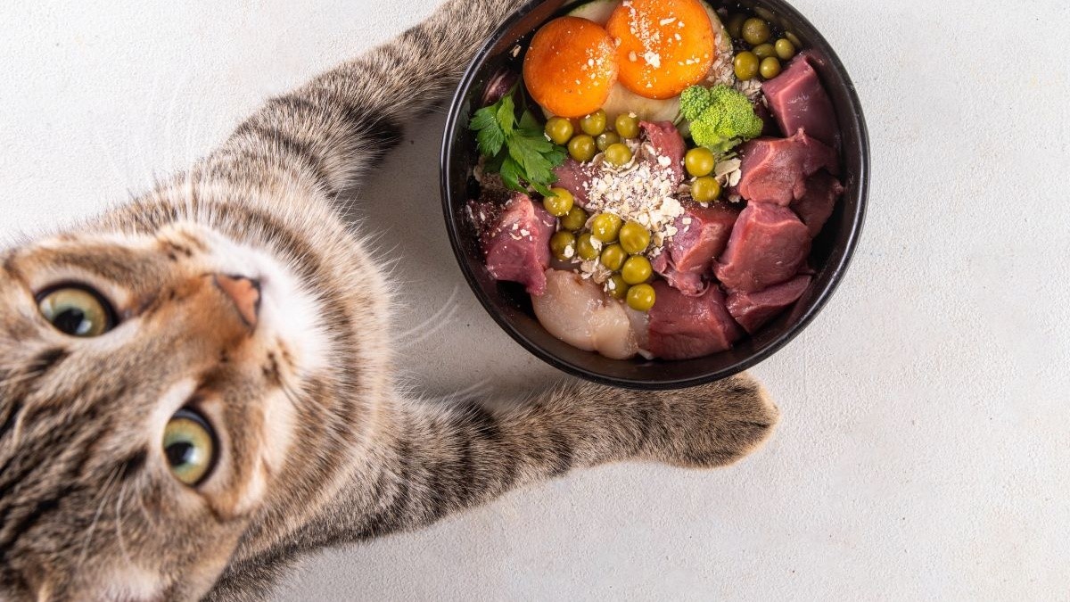 5 human foods a cat can eat and enjoy as a reward