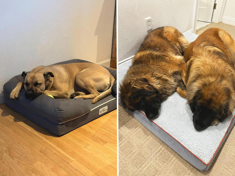 Best orthopedic dog beds