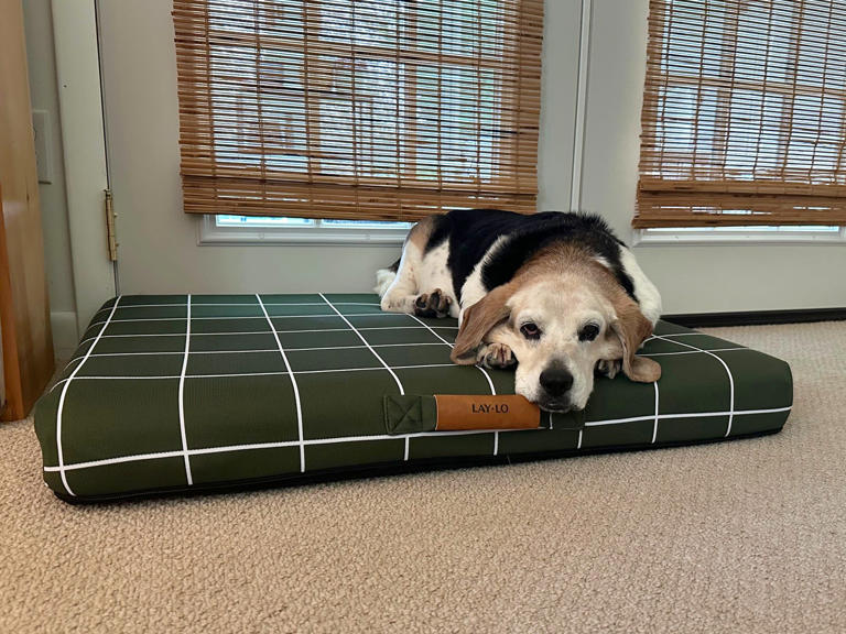 Best orthopedic dog beds