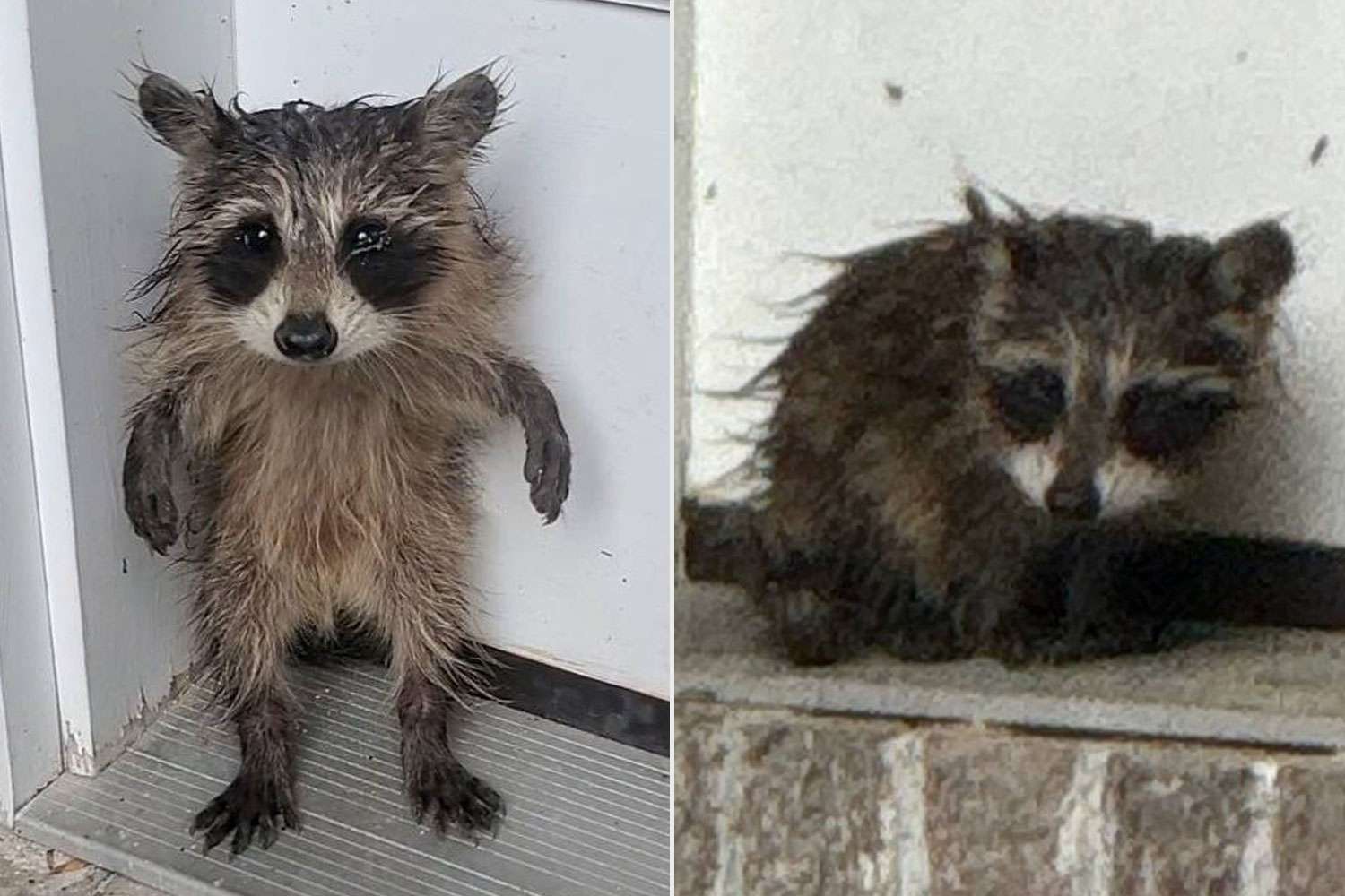 Baby Raccoon Too Little to Be on Its Own, Rescued After Being Found Sad ...