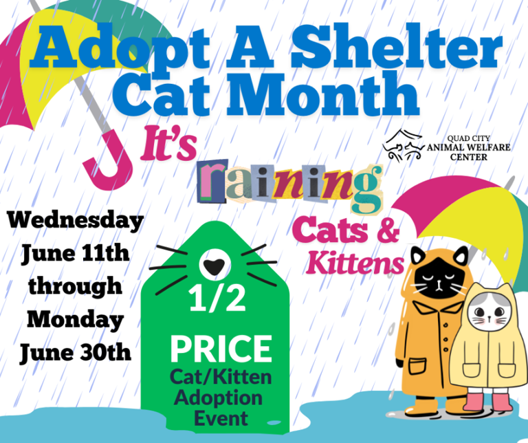 Adopt cats, get affordable vaccines through QCAWC