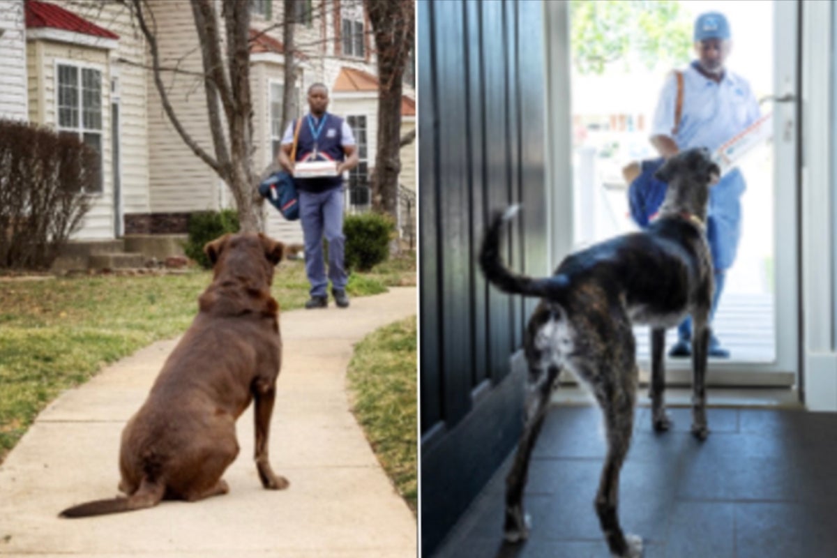 Dog attacks on USPS workers have reached a seven-year high. And one ...