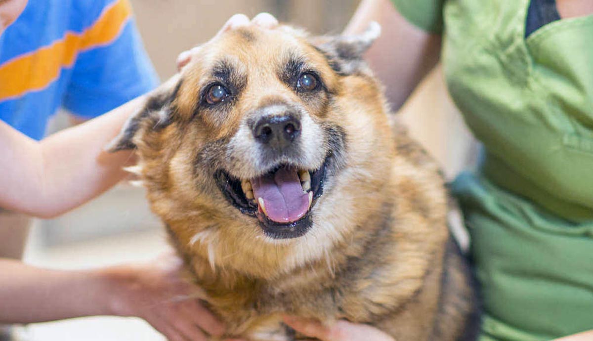 Why is My Dog Breathing Heavy?