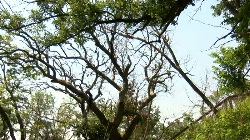 Nebraska’s oldest bur oak dies at over 300 years old