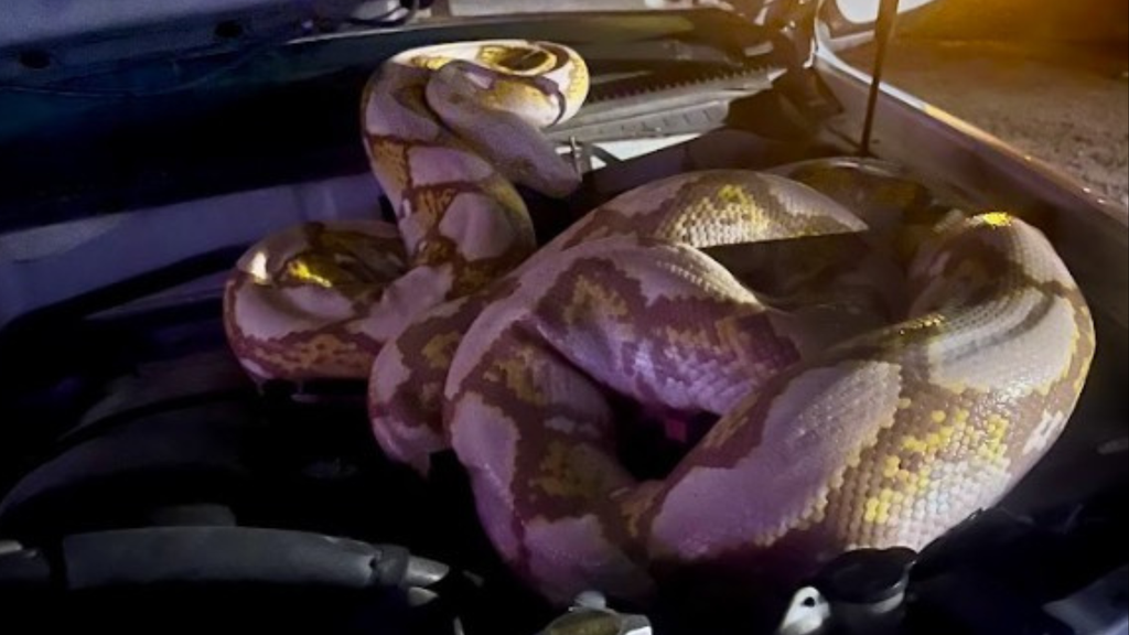 Massive 15-foot python traps man on truck in Garland before dramatic ...