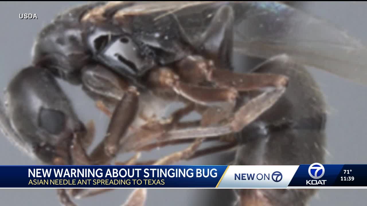 Asian needle ant invasion in Texas