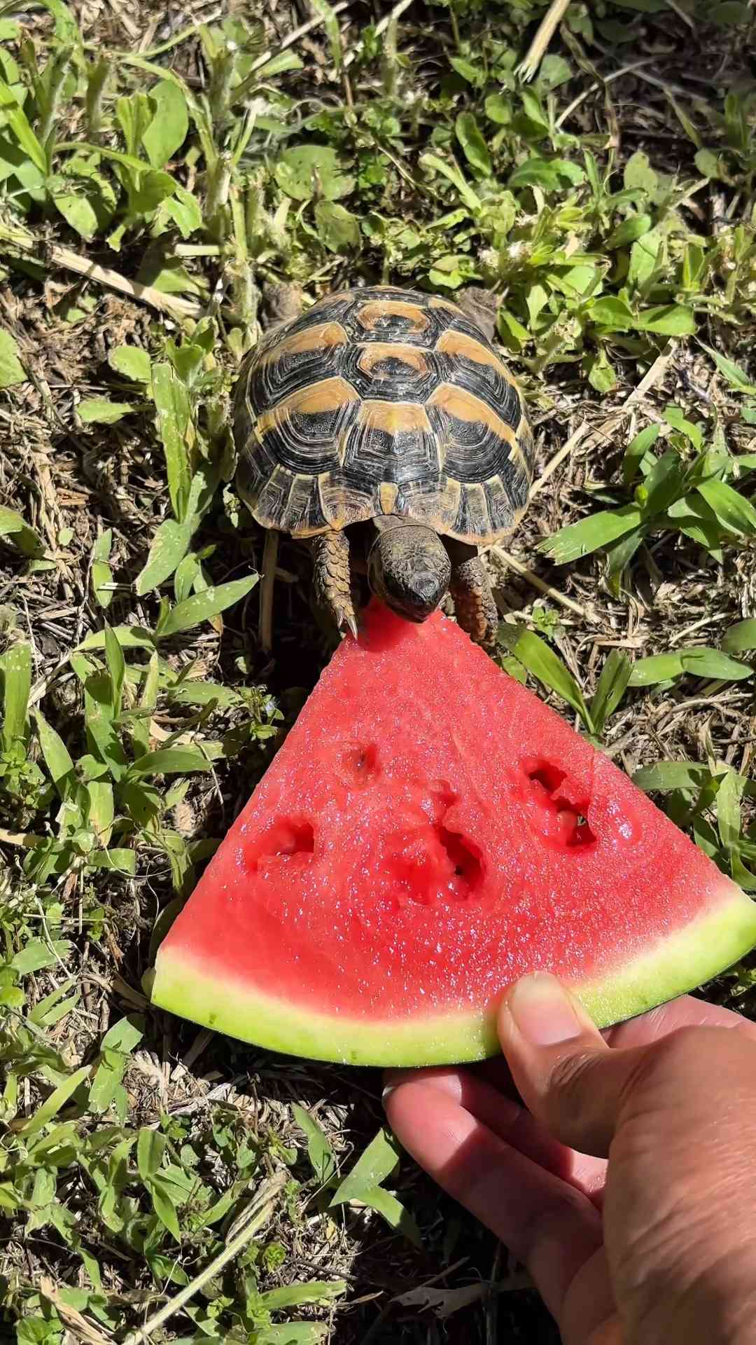 Little Tortoise Enjoying Fresh Watermelon in the Sun