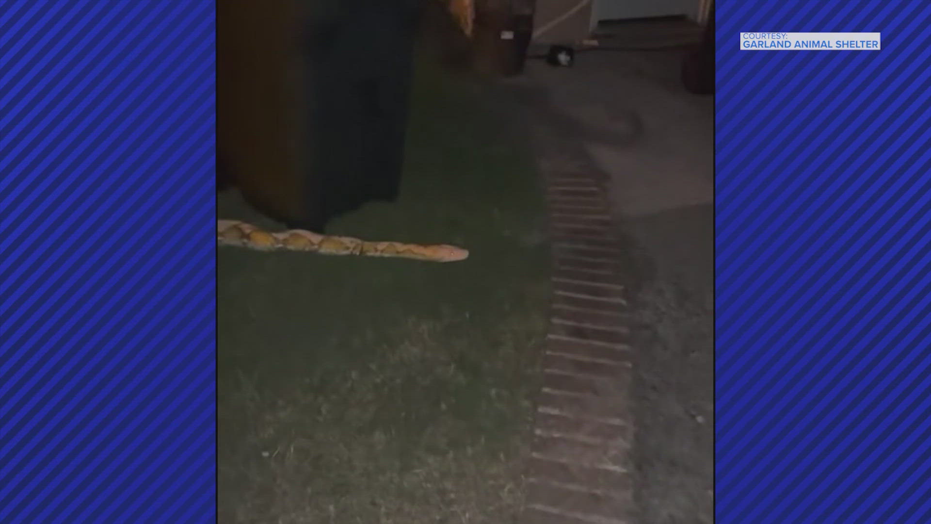 North Texas animal control captures 15-foot Python despite 'multiple ...