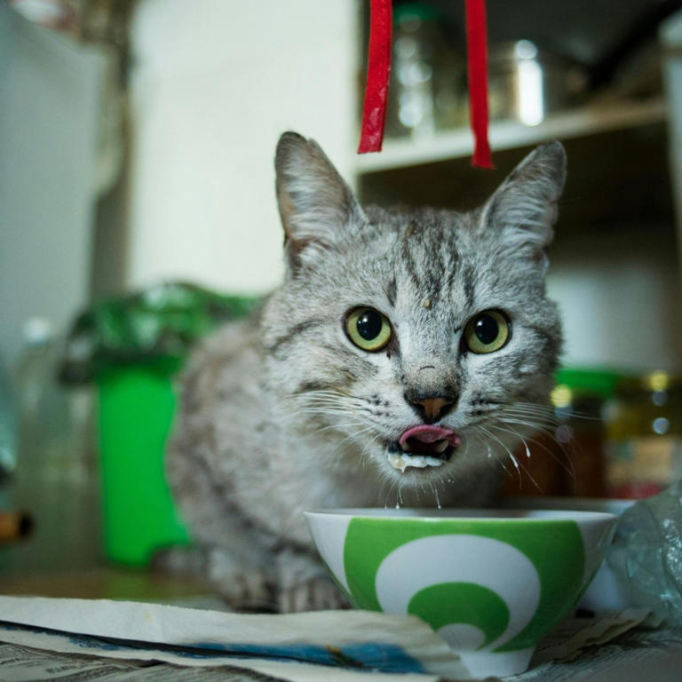 5 human foods a cat can eat and enjoy as a reward
