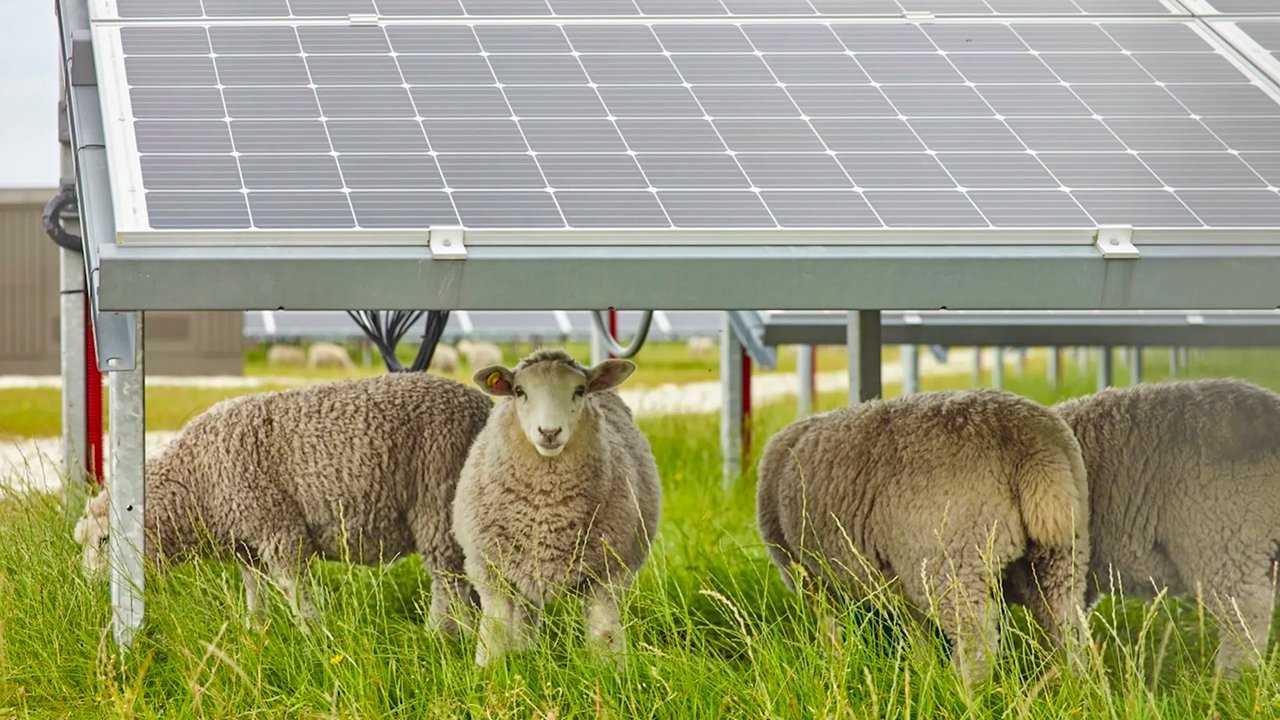 Grazing Sheep Beneath Solar Panels Show Surprising Changes That May ...