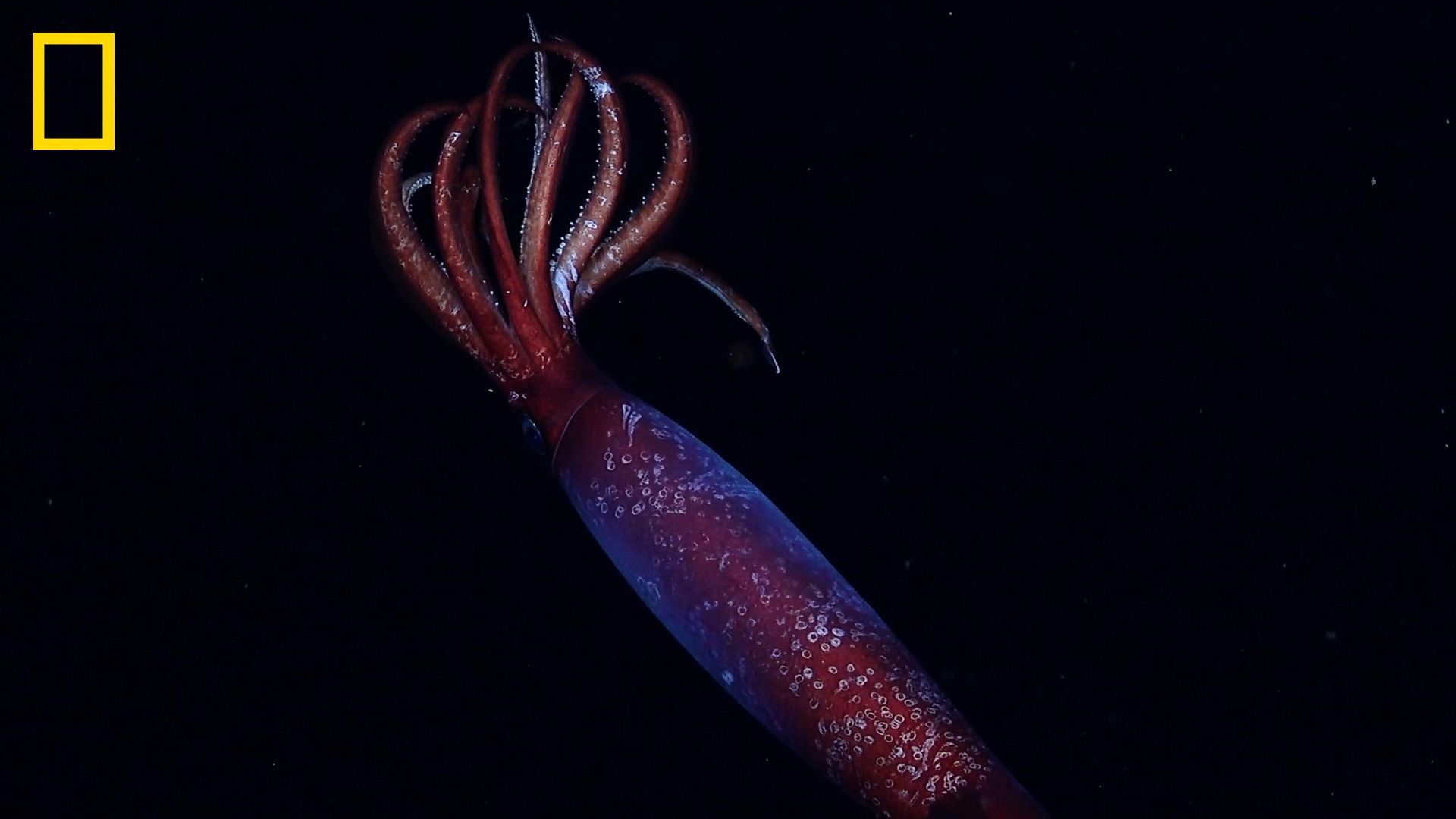 Haunting blood-red squid with large hooks drifts through Antarctic ...