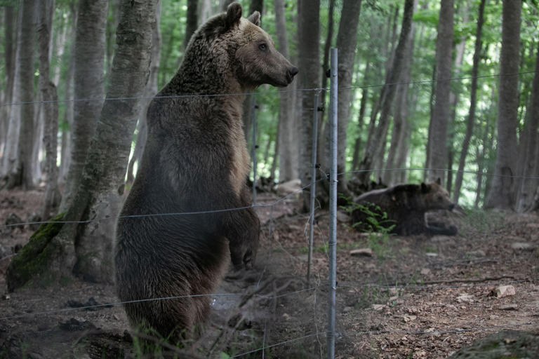 Hiker dies after bear knocks him into 2,600-foot ravine
