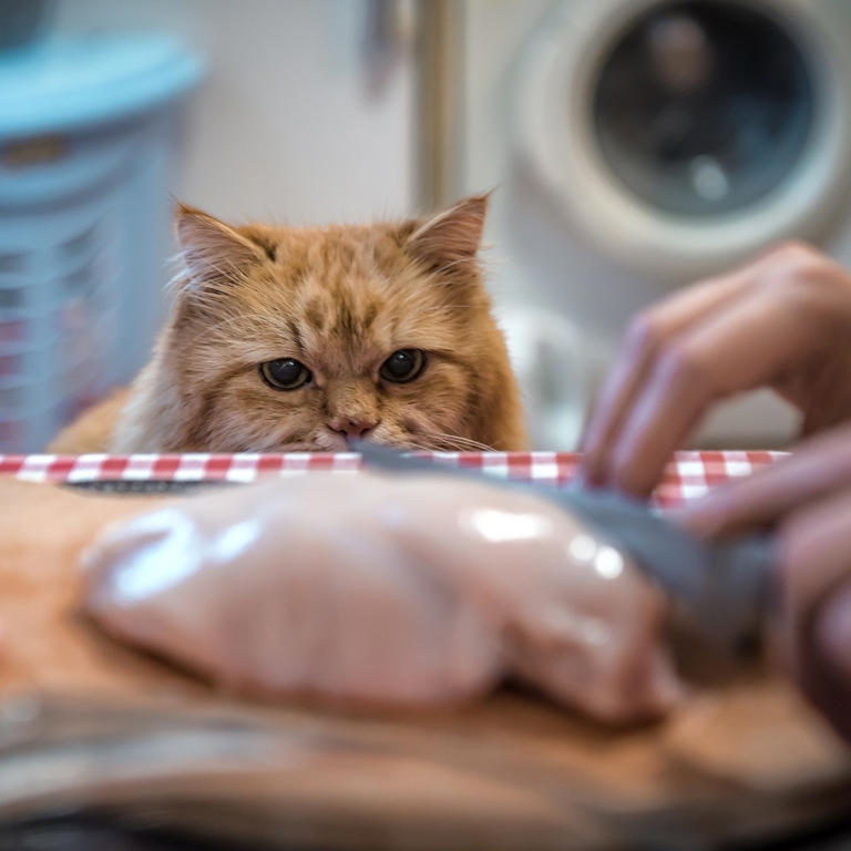5 human foods a cat can eat and enjoy as a reward