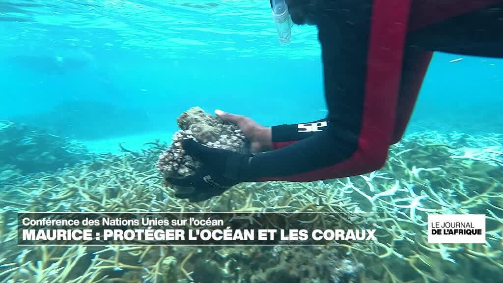 Conférence de l'ONU sur l’océan : à Maurice, protéger les coraux à tout ...