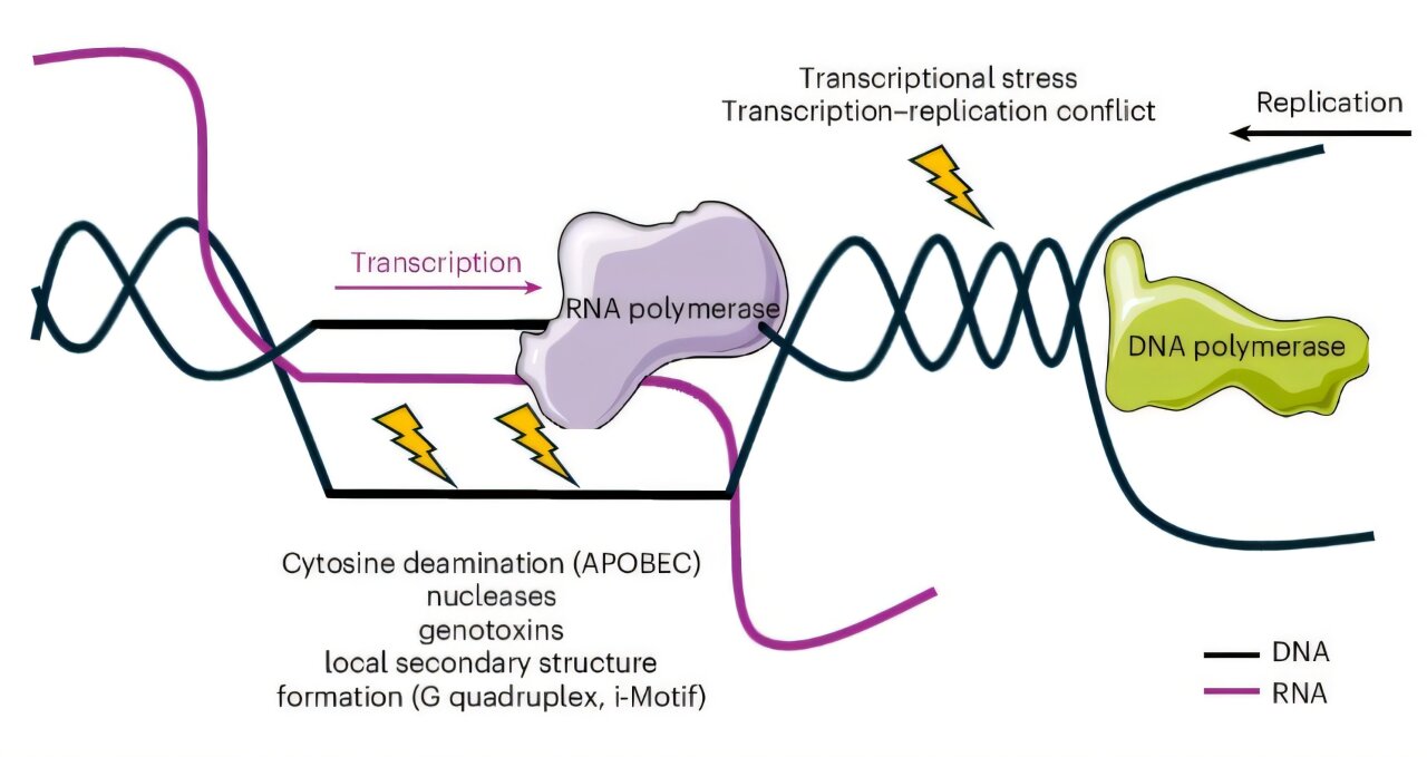 Discovery of two new genetic disorders improves diagnoses for patients ...