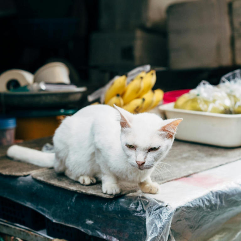 5 human foods a cat can eat and enjoy as a reward
