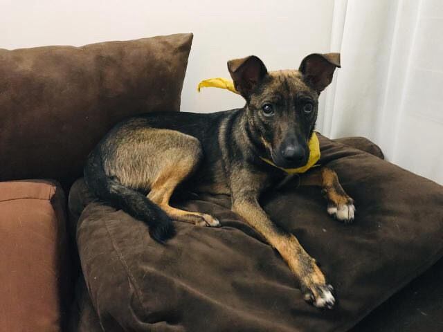 Coco, el perro que fue abandonado tres veces por tres familias diferentes