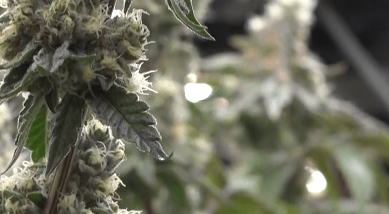 S.C. Senator advocates for medical marijuana for 2026