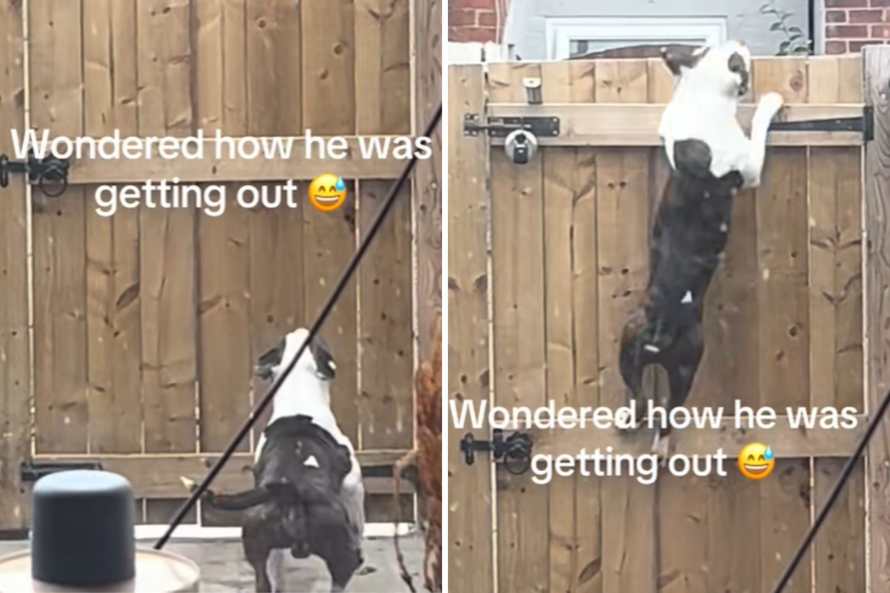Owner wondered how dog was escaping—video finally provides the answer