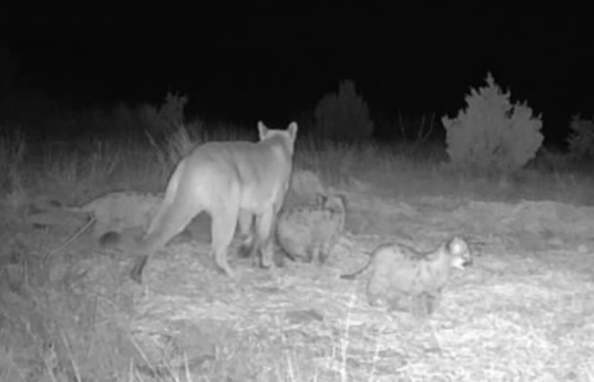 Mountain lion kittens found in Oklahoma