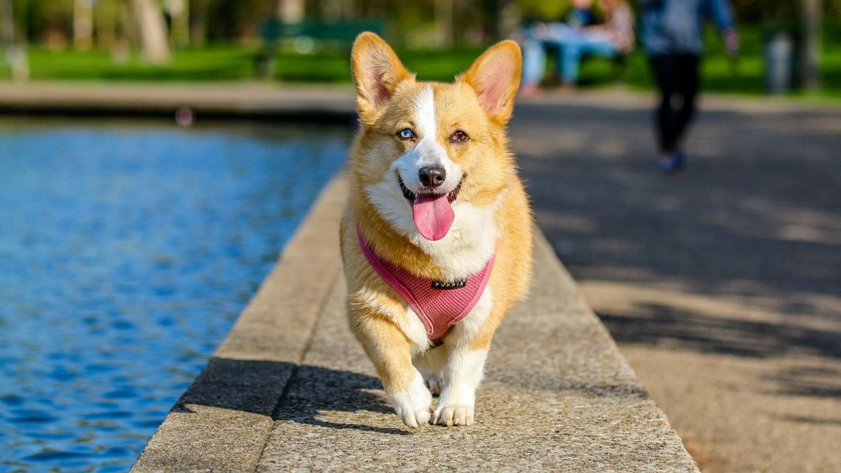 Boost your dog's lifespan: Top 15 essential tips