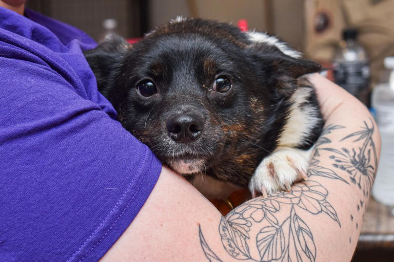 Dozens of dogs rescued from ‘neglectful conditions’ at eastern Iowa ...