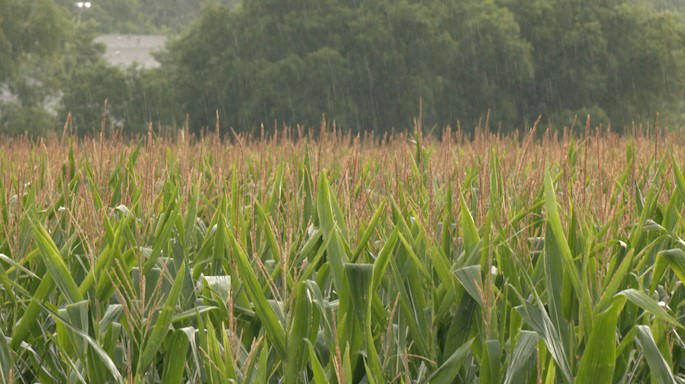 How the recent rainfall is impacting crops