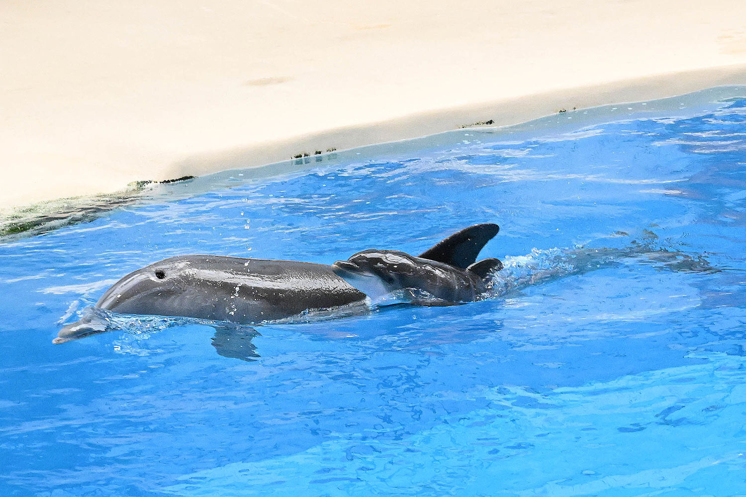 Dolphin’s Birth Caught on Camera at Chicago Zoo