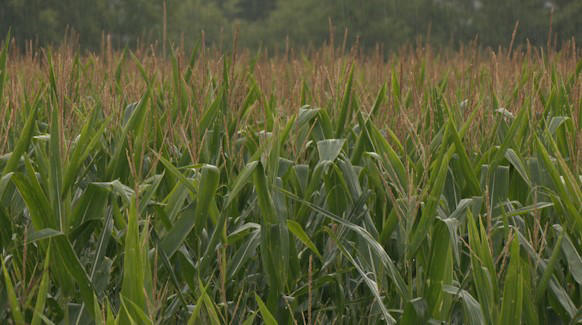 How the recent rainfall is impacting crops