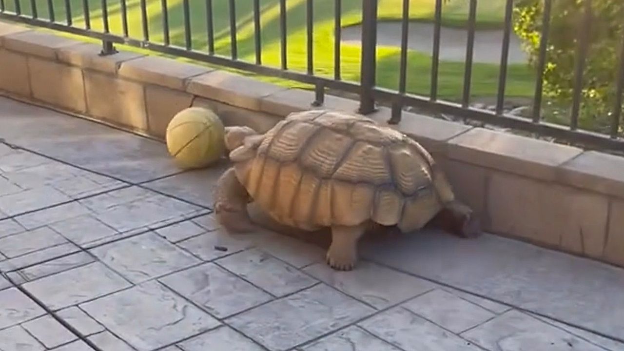 Speedy tortoise chases ball, busts slowpoke myth in California