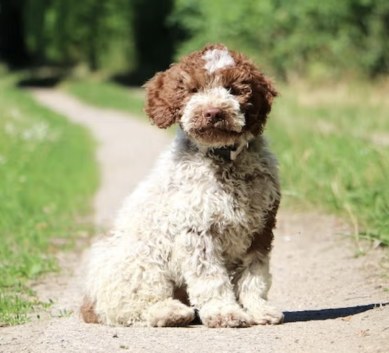 The Secret Weapon of Italian Truffle Hunters: Meet the Extraordinary ...